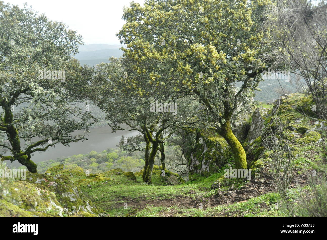 Cork oak forests in the mountains of southern Spain Stock Photo - Alamy