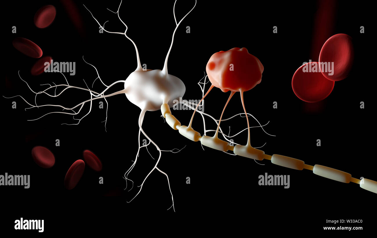 3d Illustration of Neuron anatomy, infographic Stock Photo - Alamy