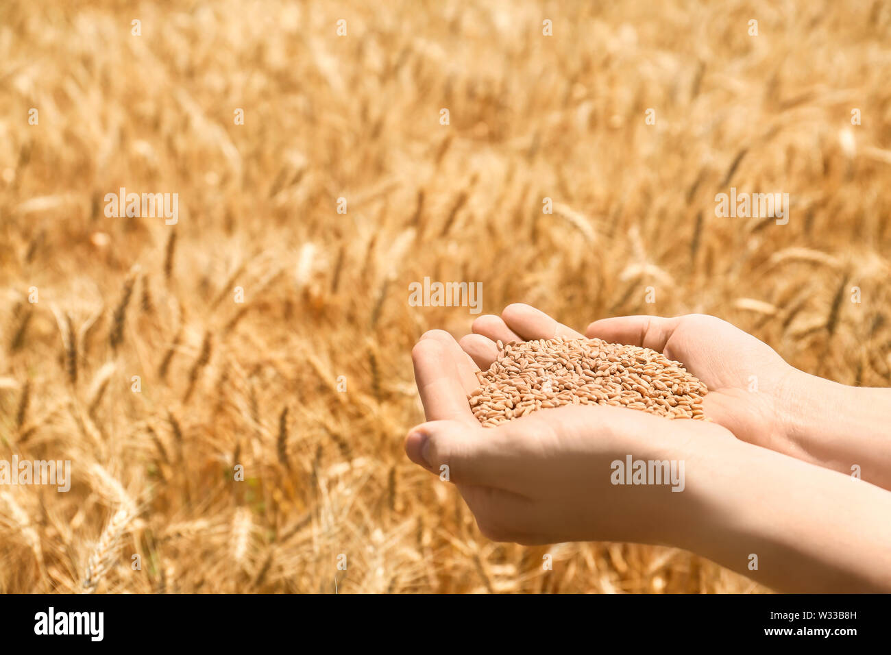 Young female farmer holding wheat hi-res stock photography and images ...