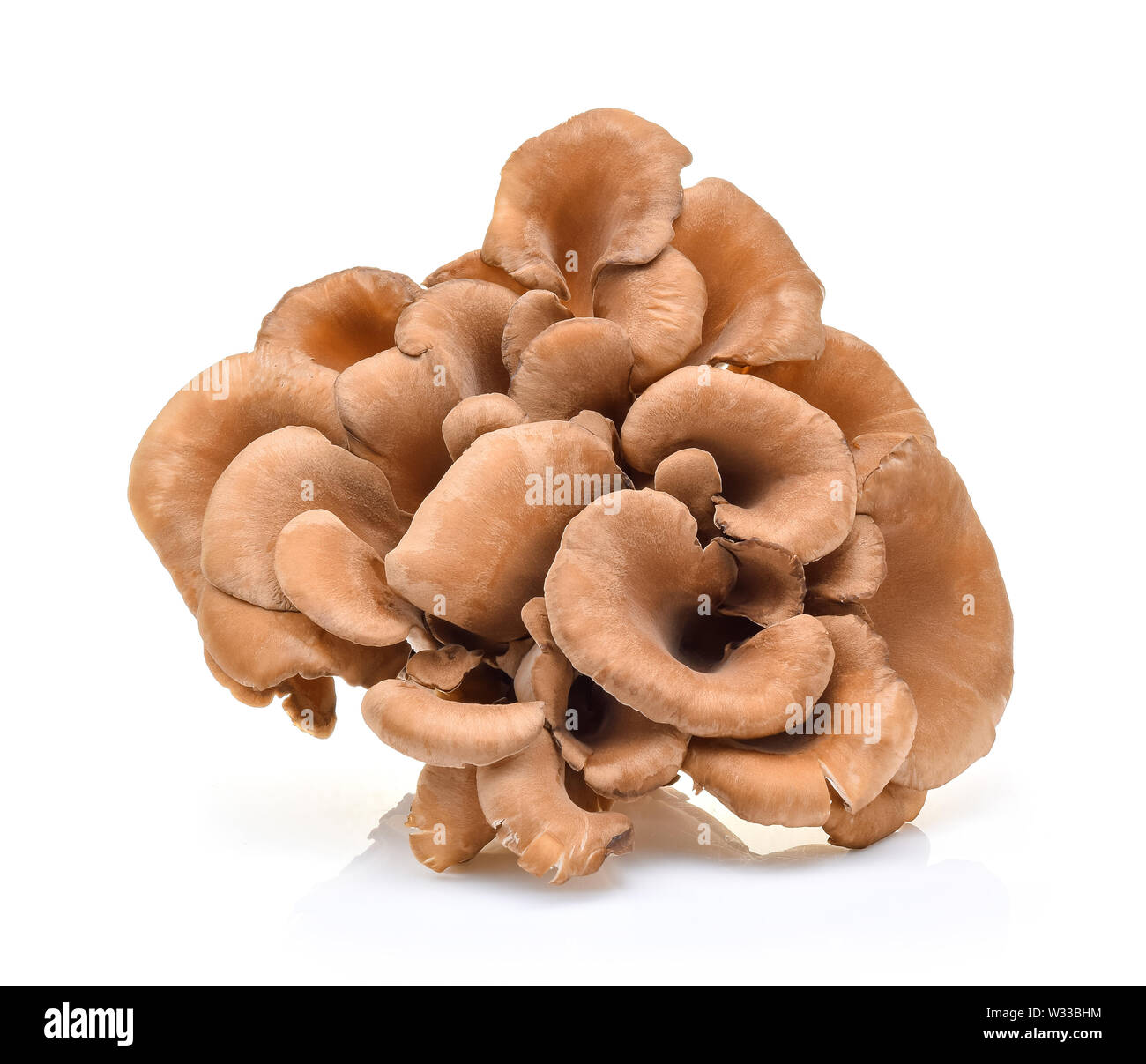 maitake mushrooms on white background Stock Photo - Alamy