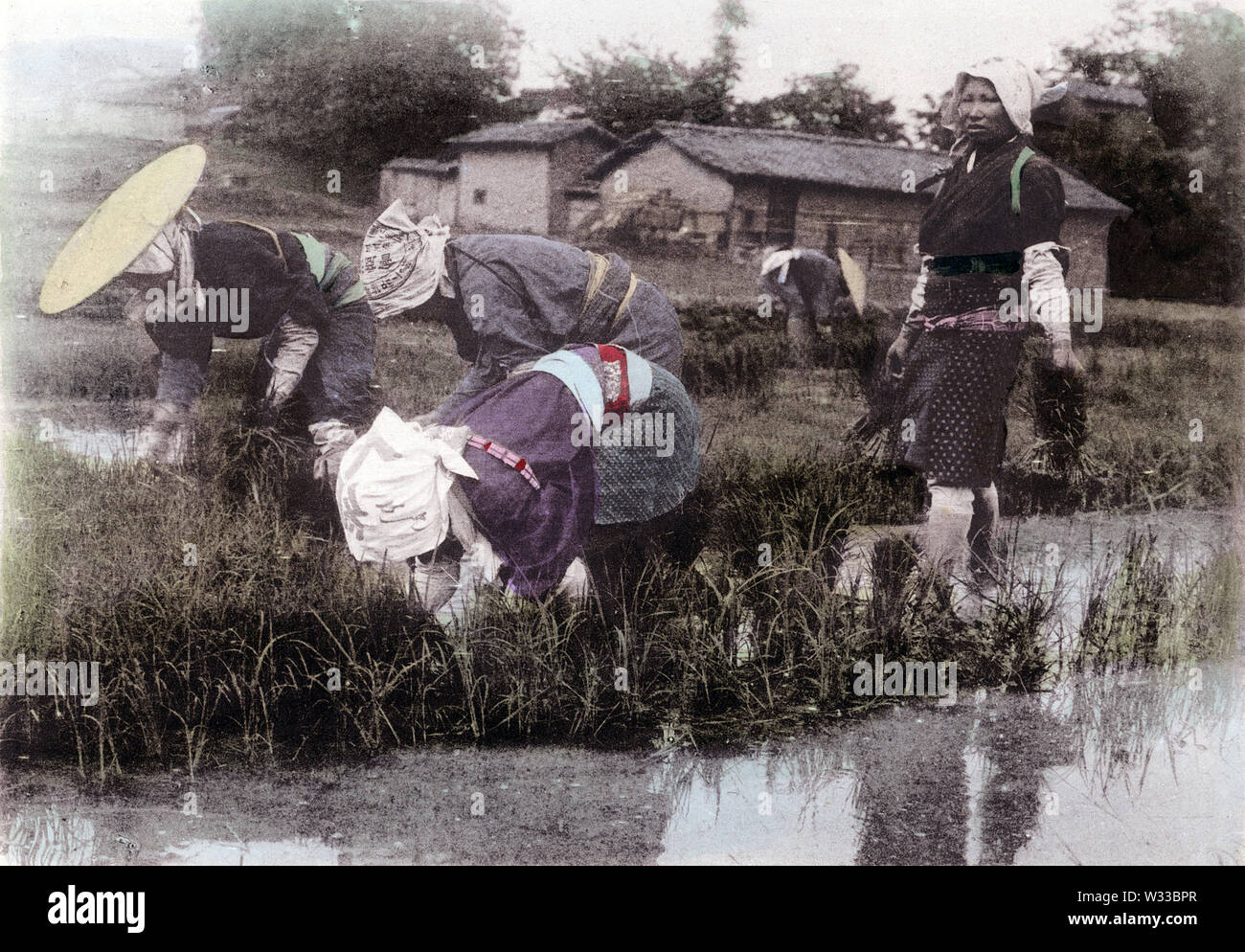[ 1900s Japan - Japanese Farmers Transplanting Rice Plants ] — Rice ...