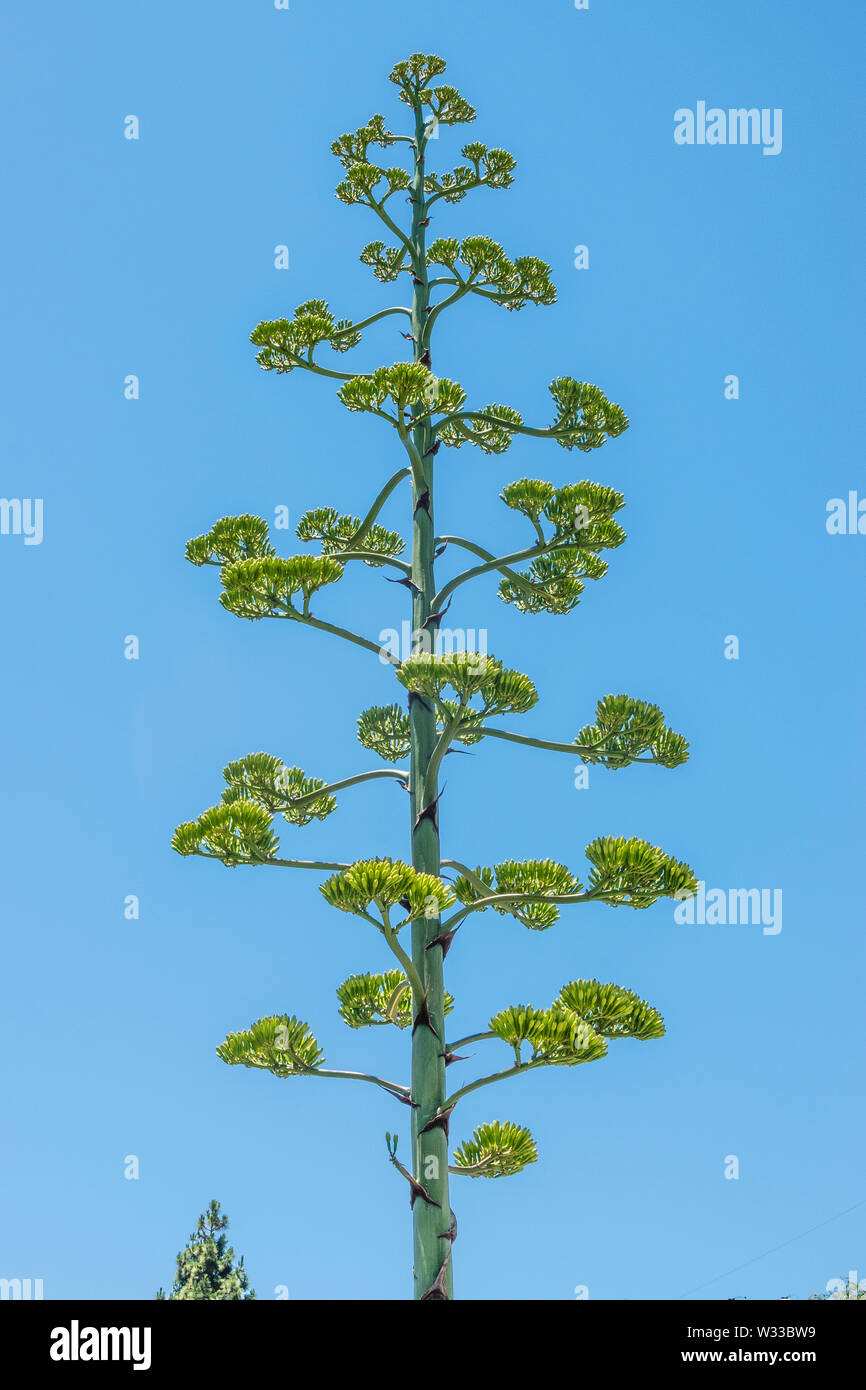 Agave plant with tall flower stalk hi-res stock photography and images ...