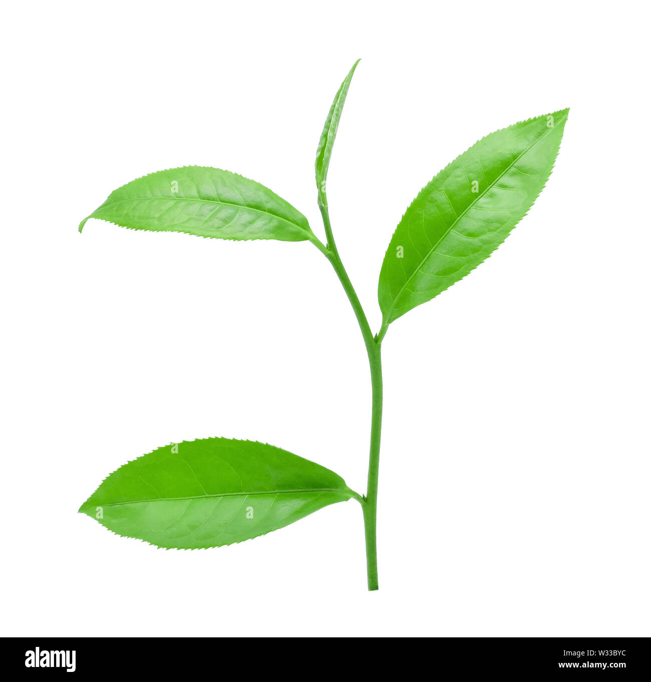 green tea leaf isolated on white Stock Photo - Alamy