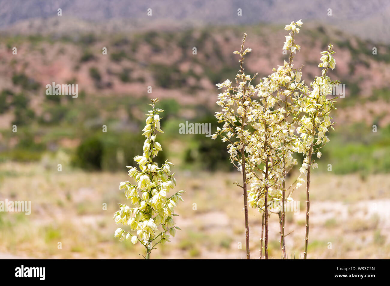 New Mexico Yucca Plant Flowers Closeup View In La Luz Town With Bokeh Background Of Desert Stock