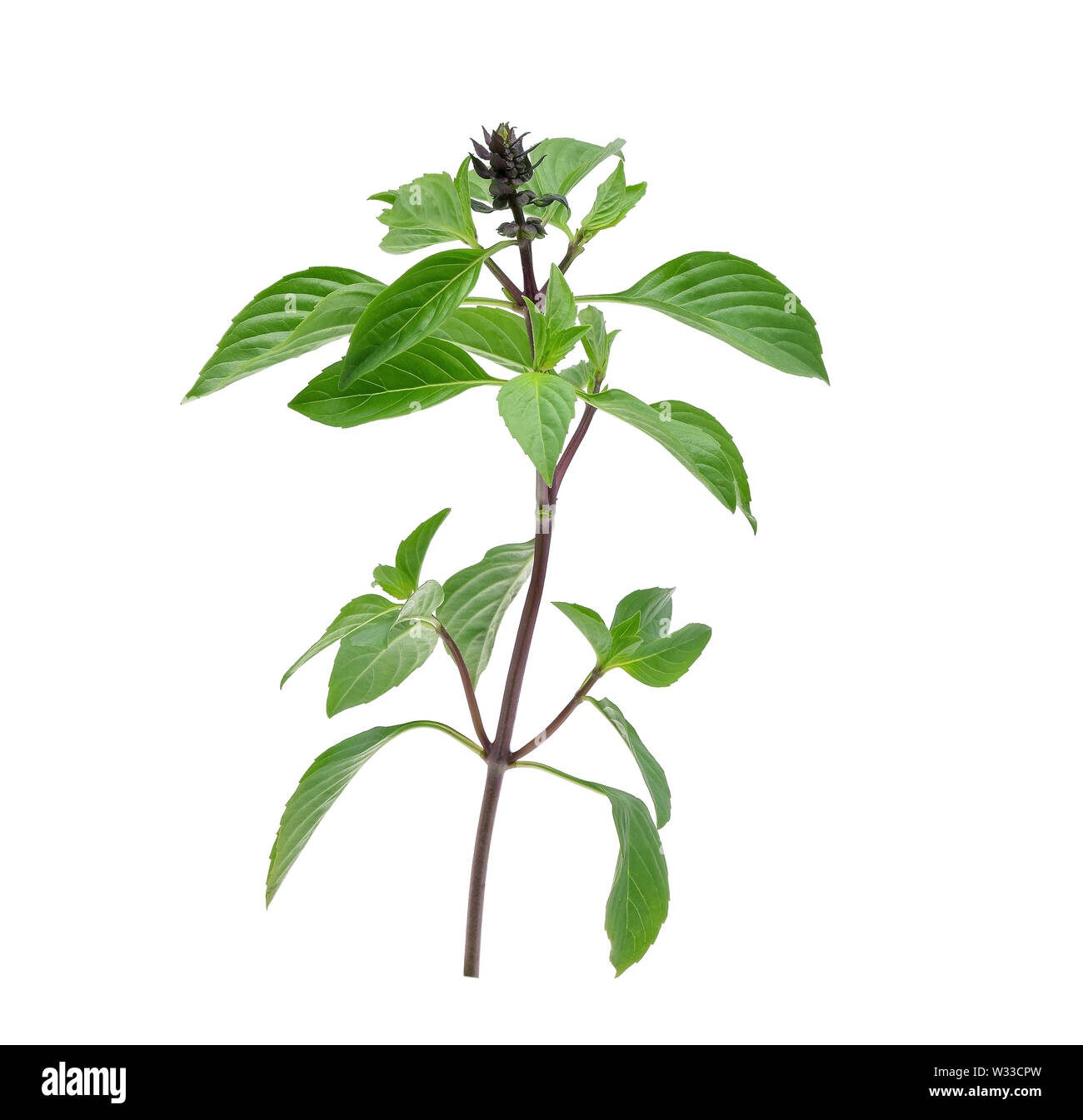 Sweet Basil on white background Stock Photo - Alamy