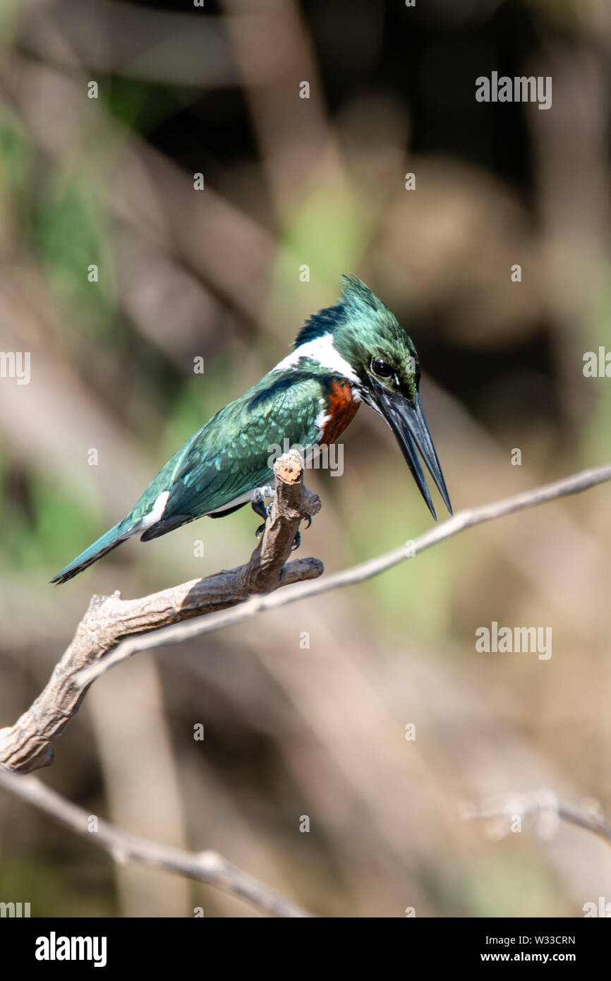 Amazon kingfisher peru hi-res stock photography and images - Alamy