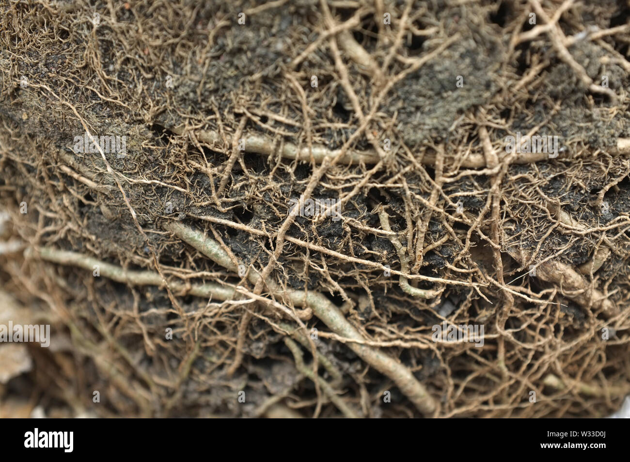 Close up roots with fertile soil background , texture Stock Photo - Alamy