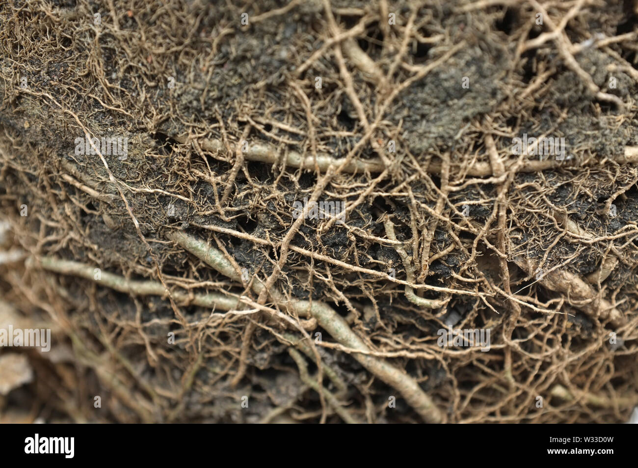 Close up roots with fertile soil background , texture Stock Photo - Alamy