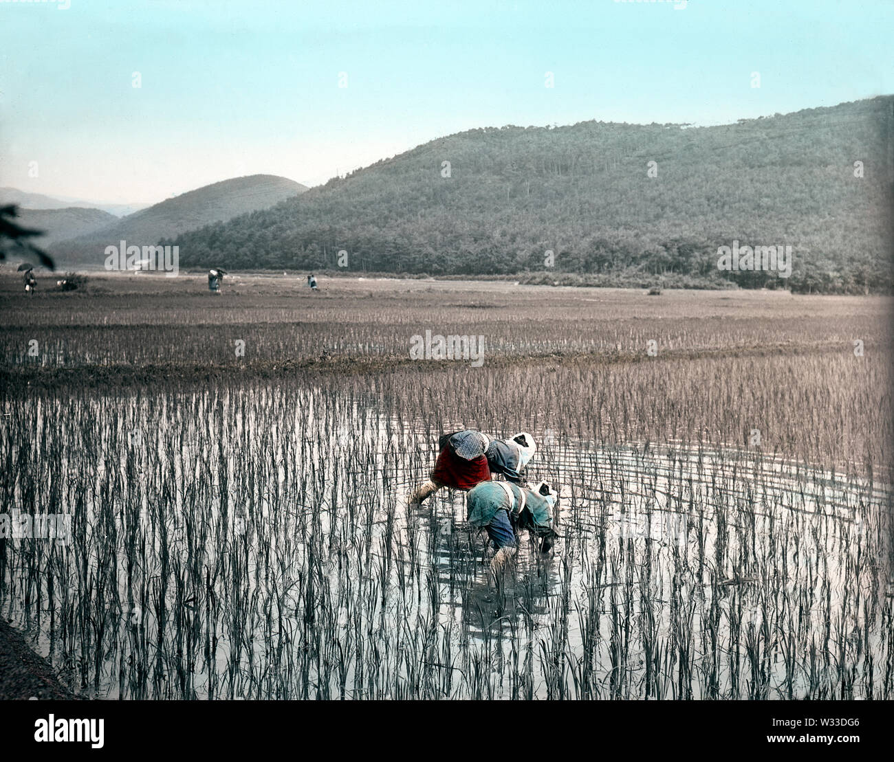 1890s agriculture hi-res stock photography and images - Alamy
