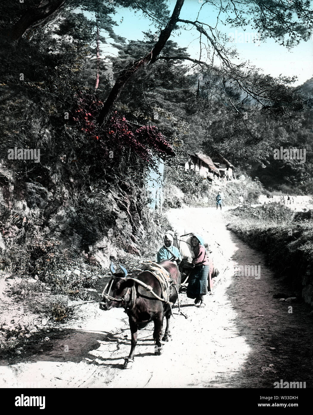 [ 1890s Japan - Japanese Ox Cart ] — A farmer and his wife carry rice ...