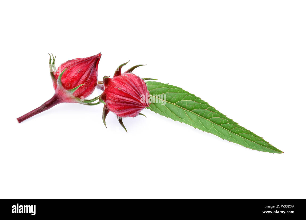 Hibiscus sabdariffa or roselle fruits isolated on white background ...