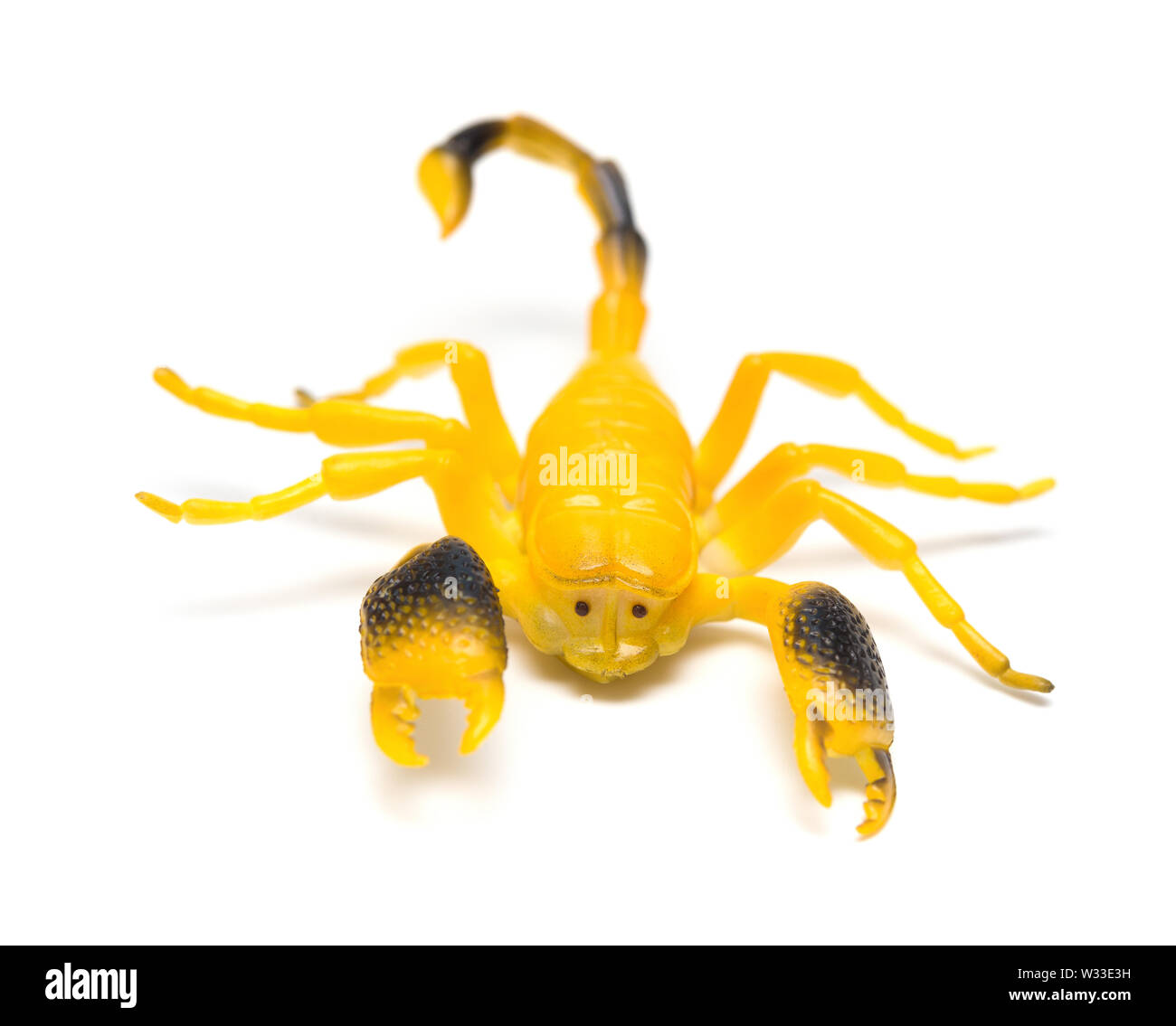 side view dummy scorpion on a white background Stock Photo - Alamy