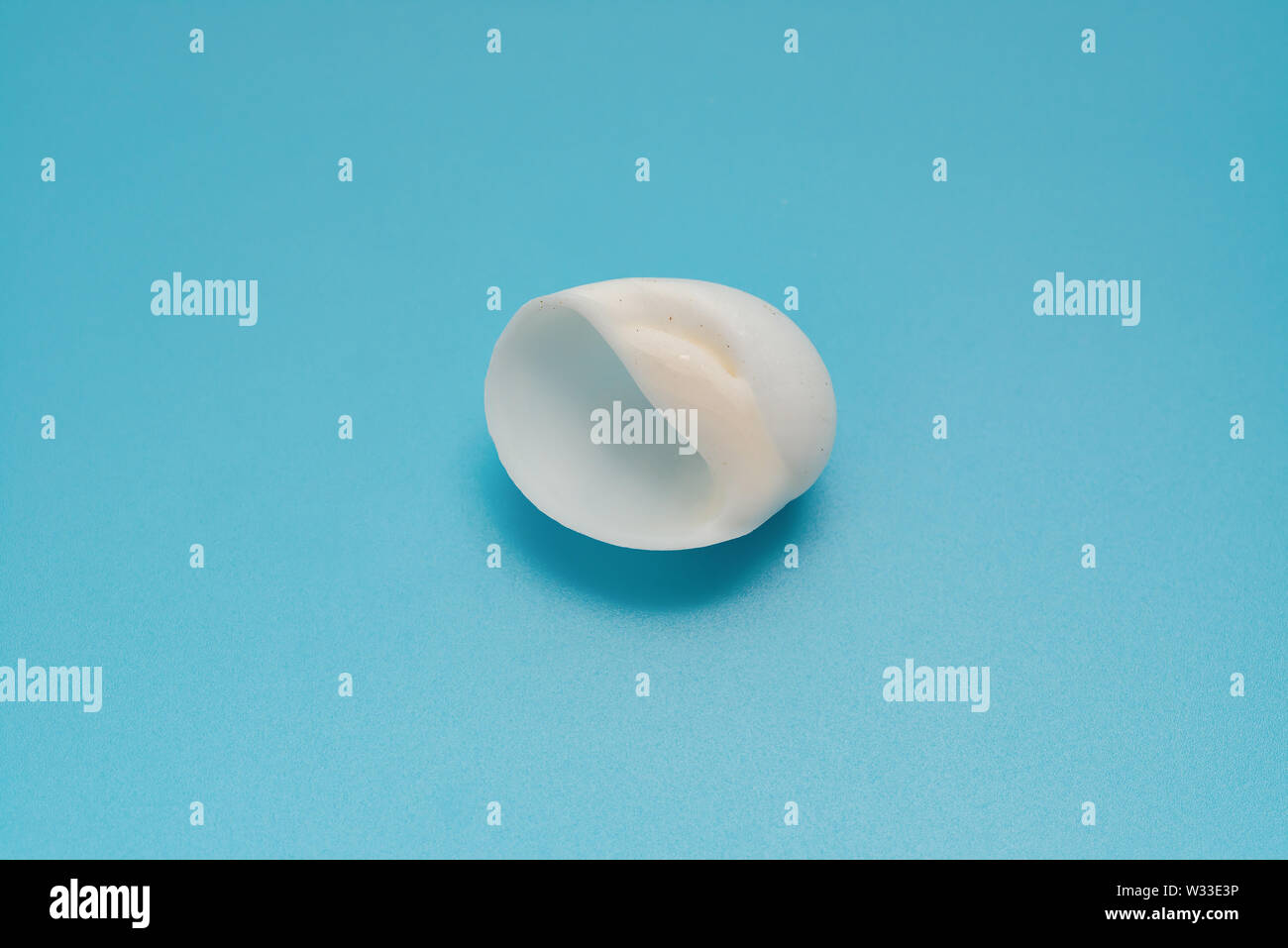 white color conch shell on a blue background Stock Photo - Alamy