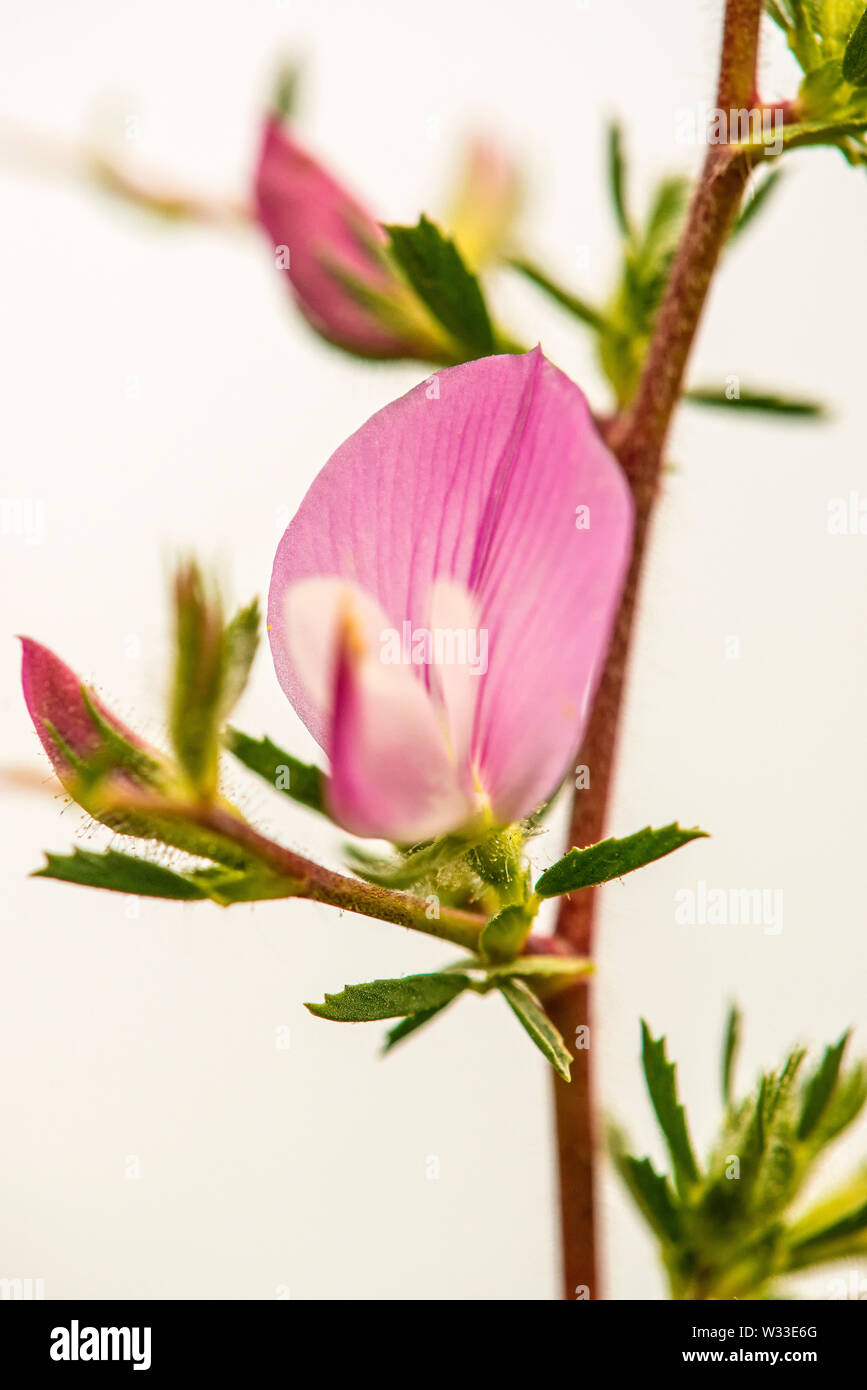 Spiny Restharrow, medicinal plant with flower Stock Photo - Alamy
