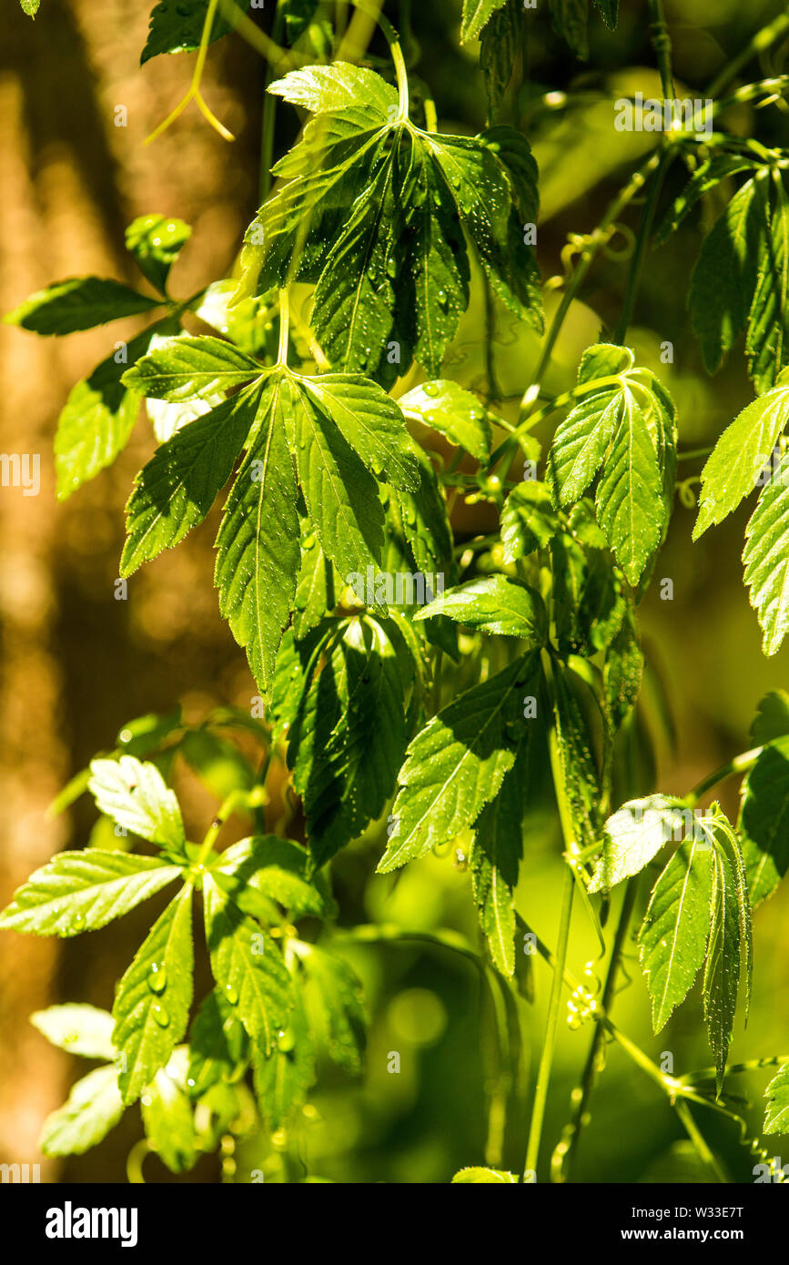 Longevity herb hi-res stock photography and images - Alamy