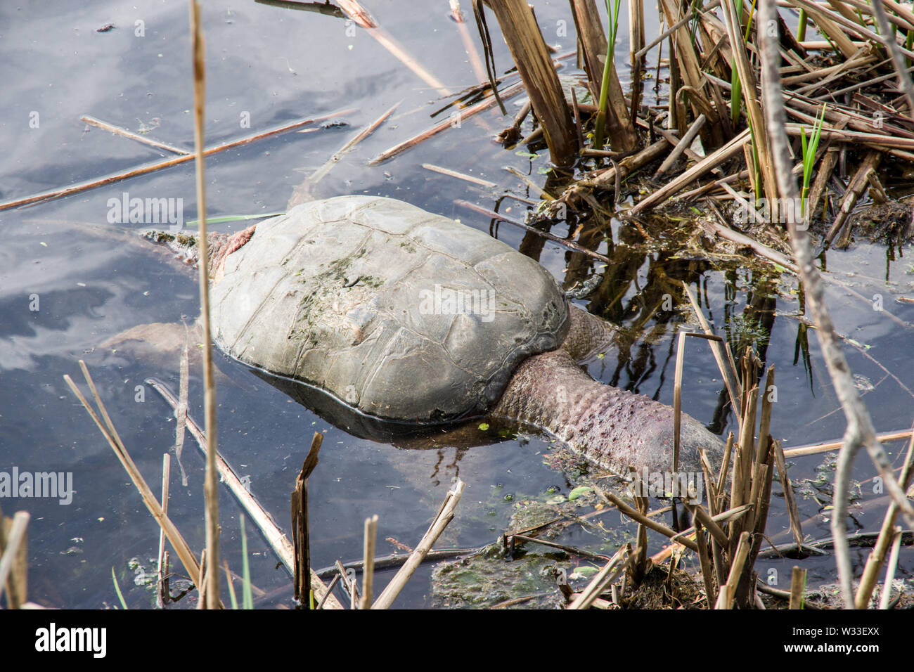 Common Snapping Turtle (Chelydra Serpentina), dead Stock Photo - Alamy