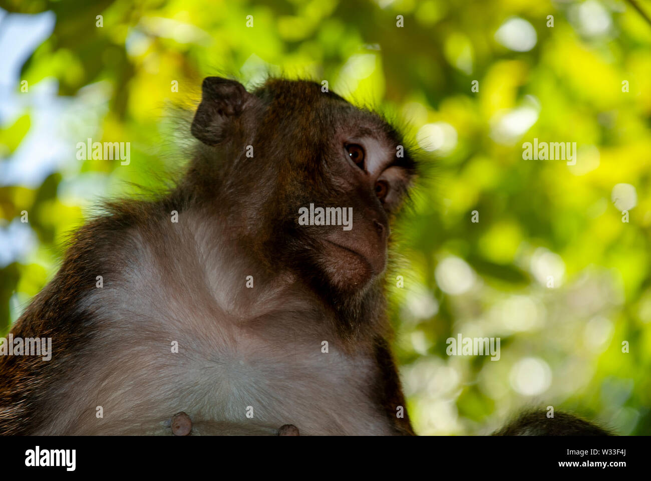 Philippines wildlife macaque hi-res stock photography and images - Alamy