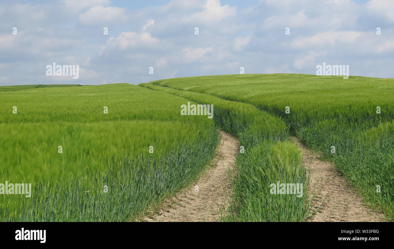 Green barley field in hi-res stock photography and images - Alamy