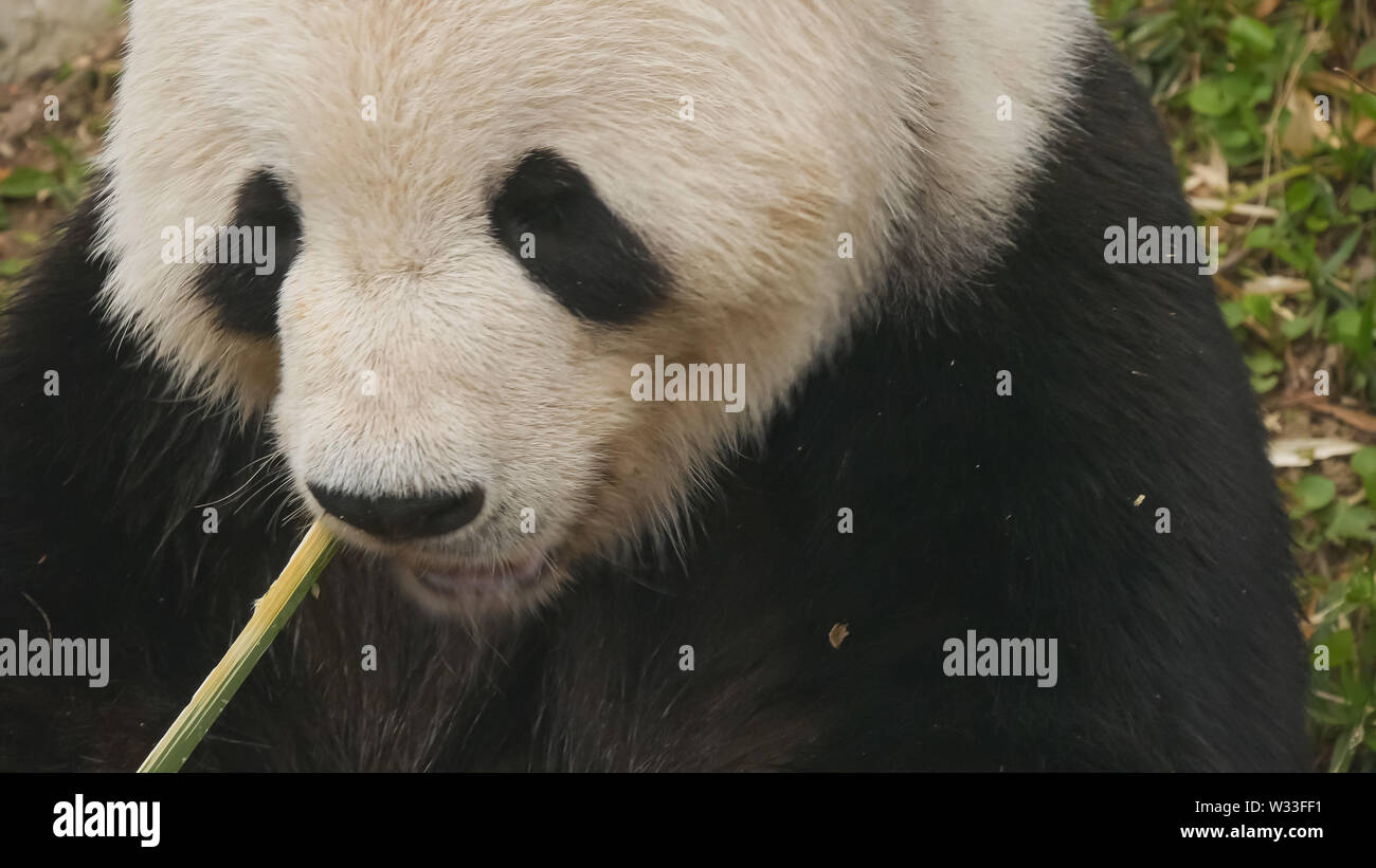 Panda feeding hi-res stock photography and images - Alamy