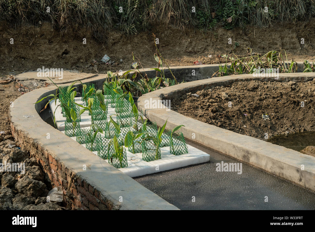 Marsh reed, Canna palustris, Graminacee, used for phyto purification of ...