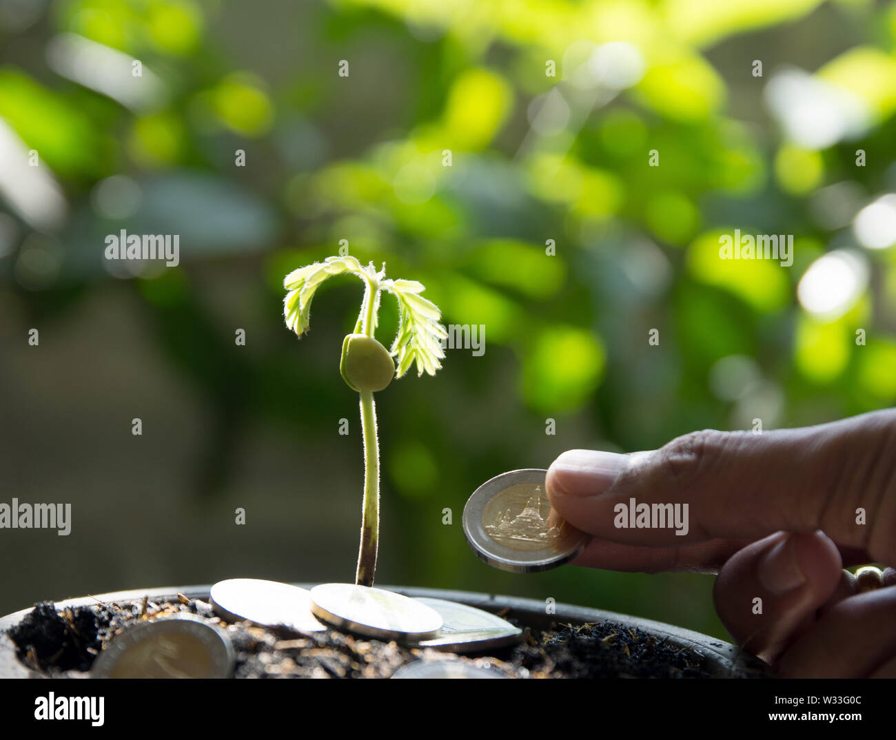 save money concept, seed to tree Stock Photo - Alamy