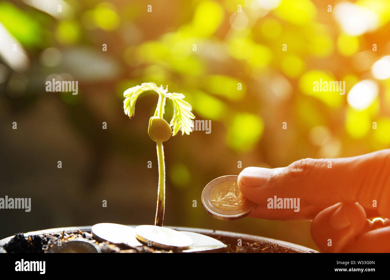 save money concept, seed to tree Stock Photo - Alamy