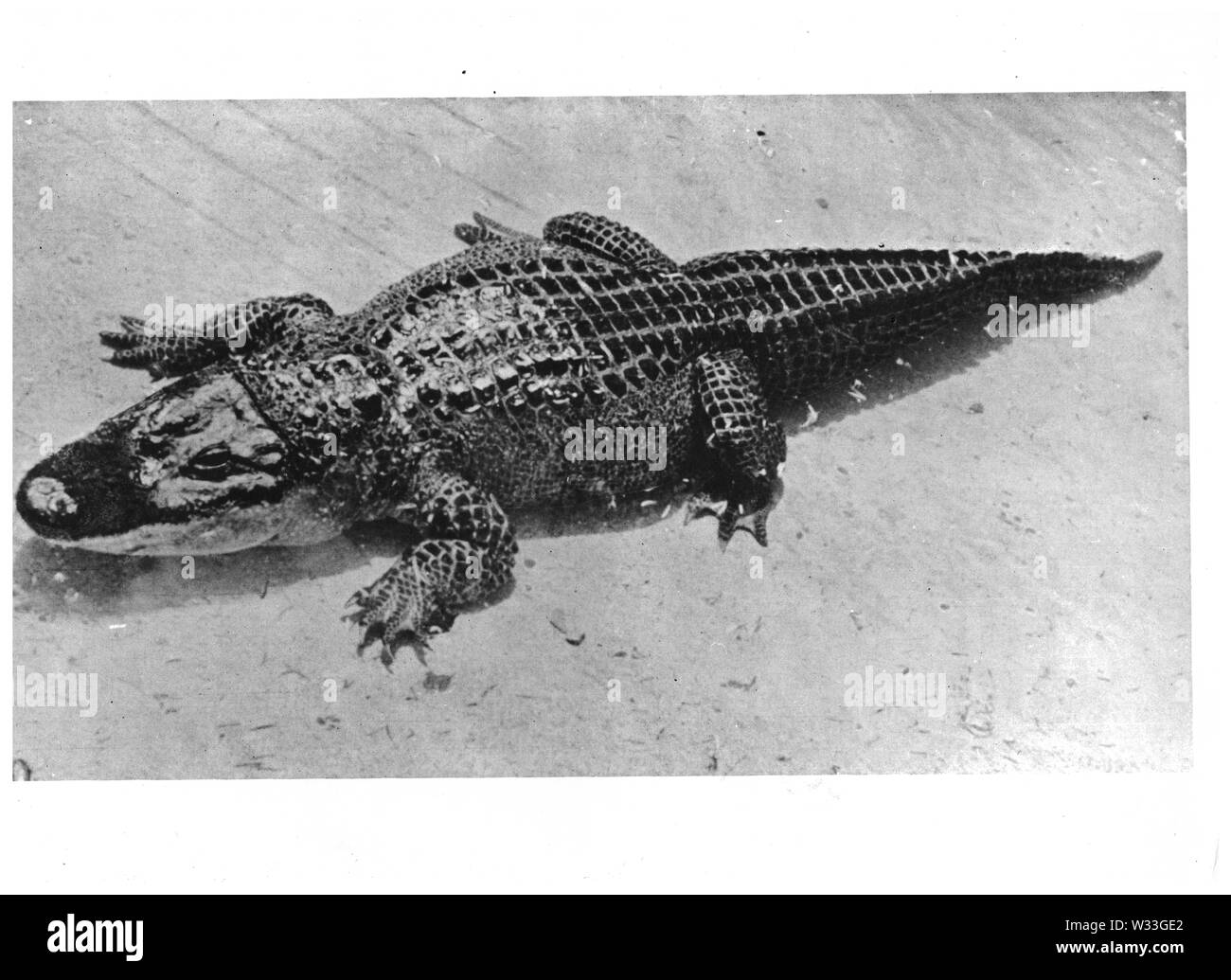 Crocodile, picture used by trainers during literacy courses, Lyon ...
