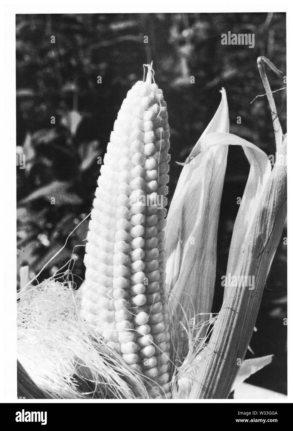 Corn ear, picture used by trainers during literacy courses, Lyon ...