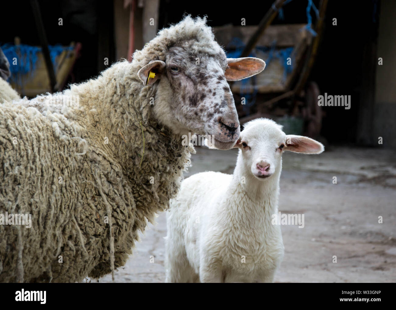 Baby lamb and mother sheep in the farm, looking at the camera. Close up ...