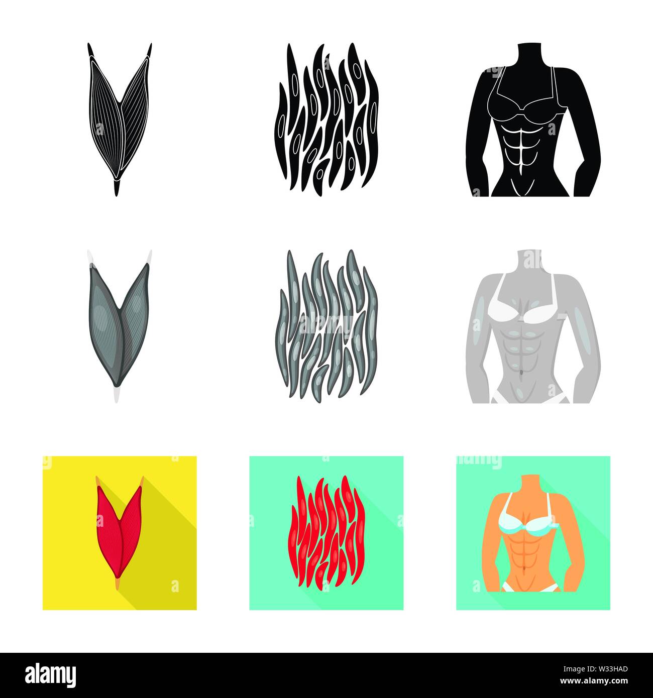 Vector design of fiber and muscular logo. Set of fiber and body vector ...