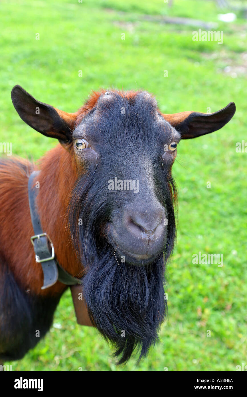 Portrait of brown goat in the Dolomites - Italy Stock Photo - Alamy