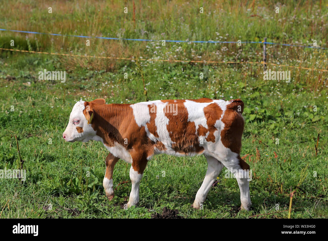 Cow m hi-res stock photography and images - Alamy