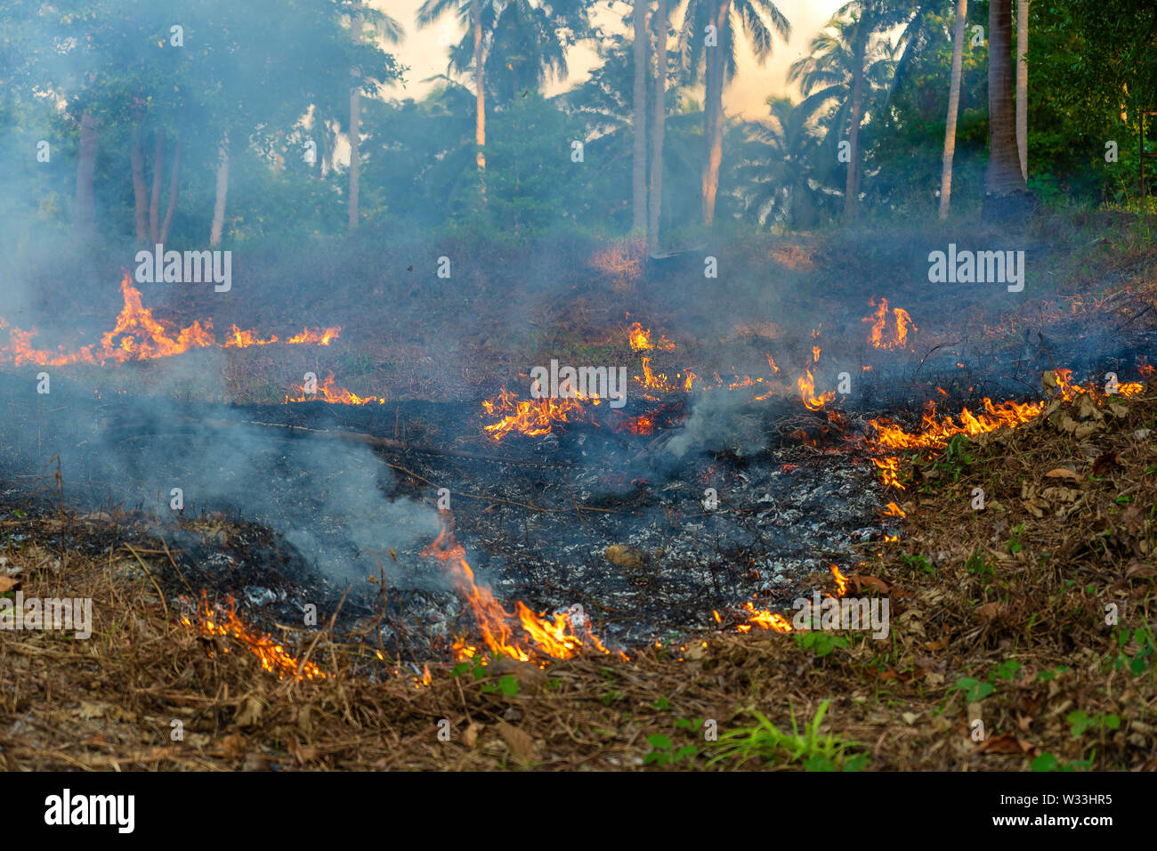 Bush fire in tropical forest in island Koh Phangan, Thailand, close up ...