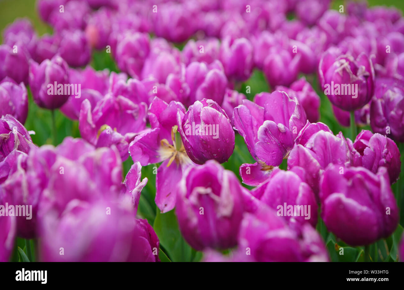 Dutch flower field bloom in spring season.Exotic decorative plants grow ...
