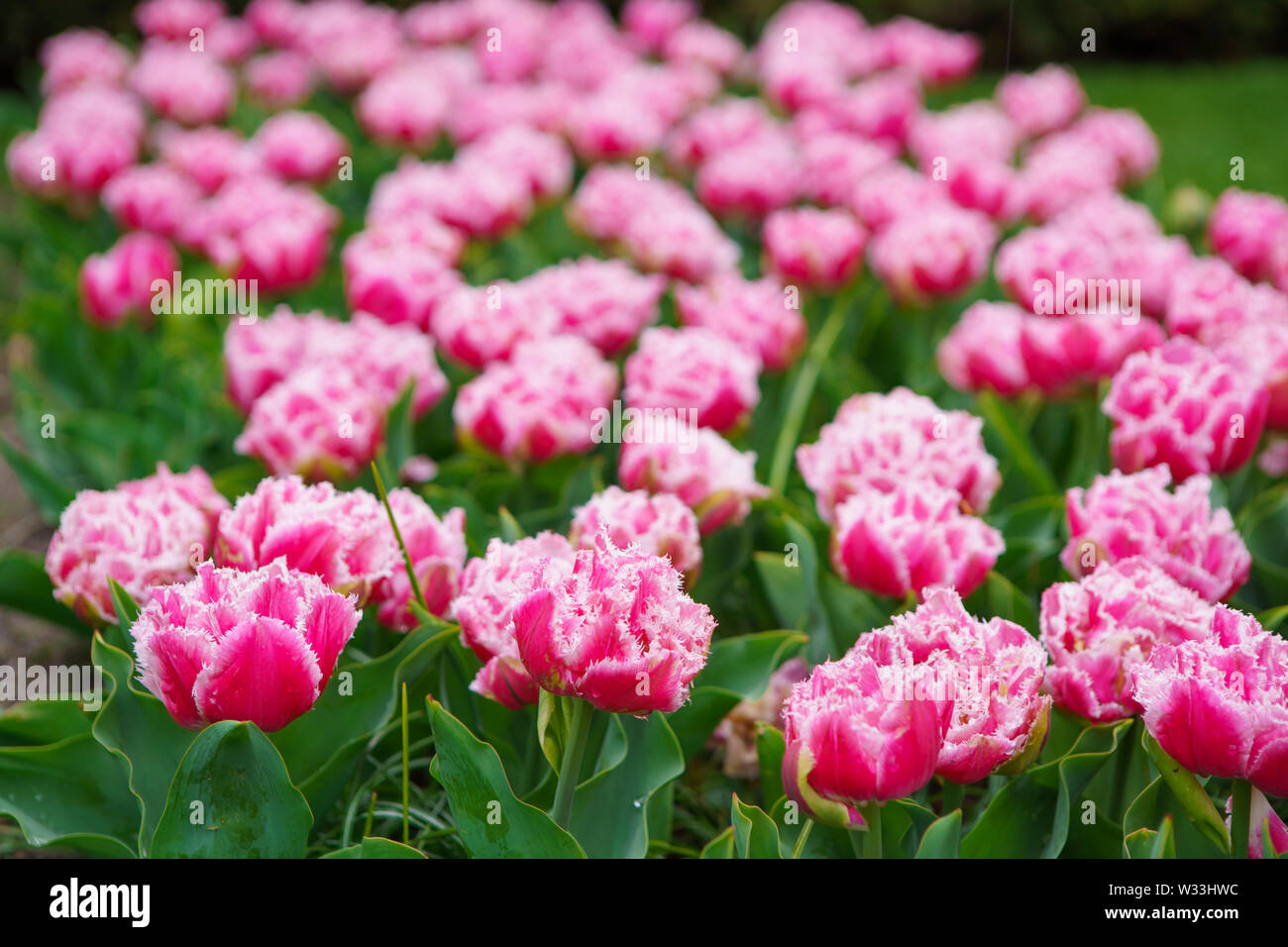 Dutch flower field bloom in spring season.Exotic decorative plants grow ...