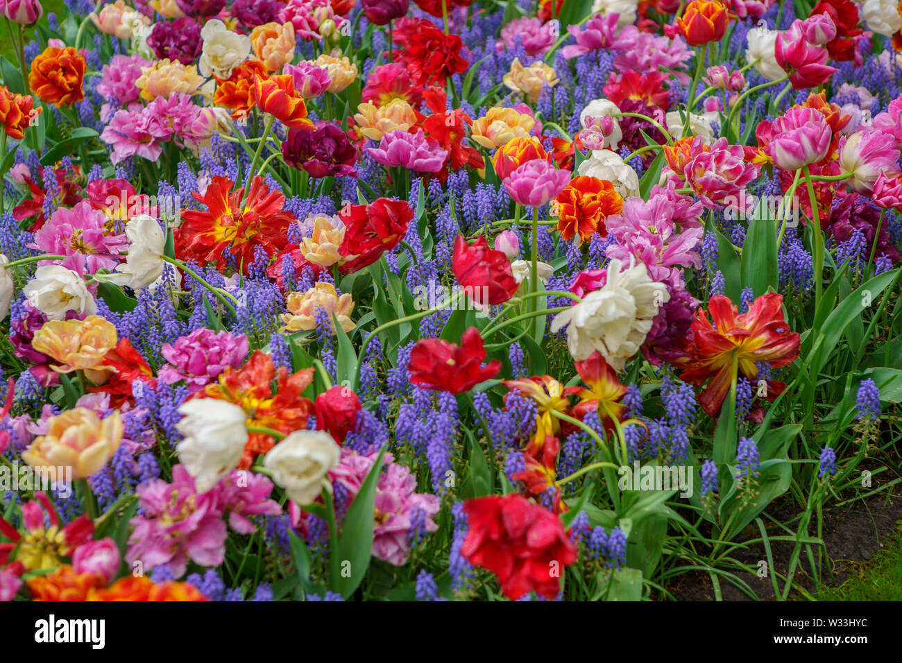 Dutch flower field bloom in spring season.Exotic decorative plants grow ...