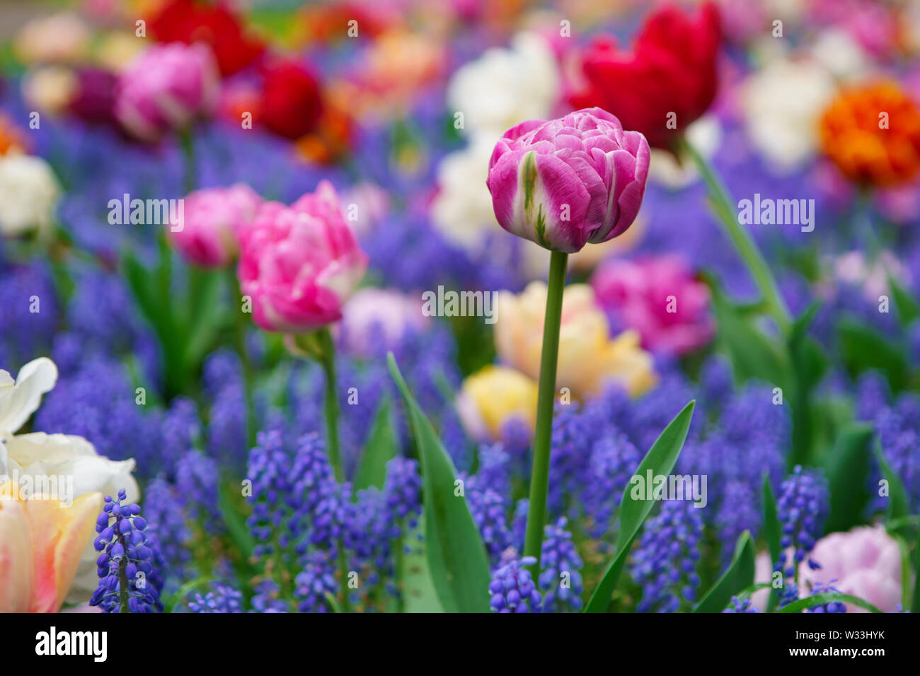 Exotic spring flowers grow in Netherlands.Beautiful dutch flower field ...