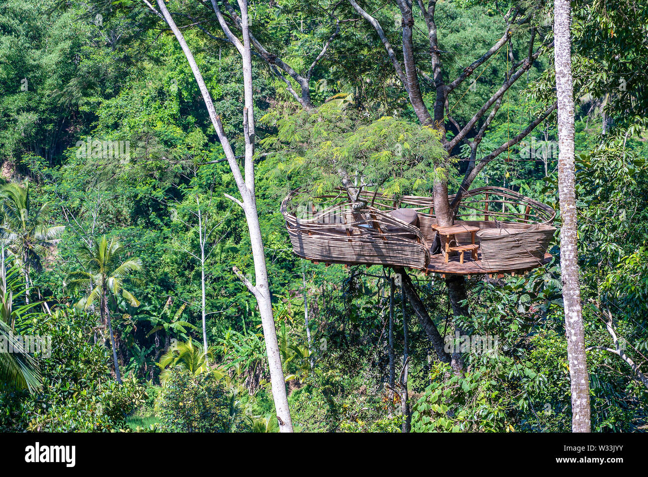 Extreme recreation area on a high tropical tree in the jungle near the ...