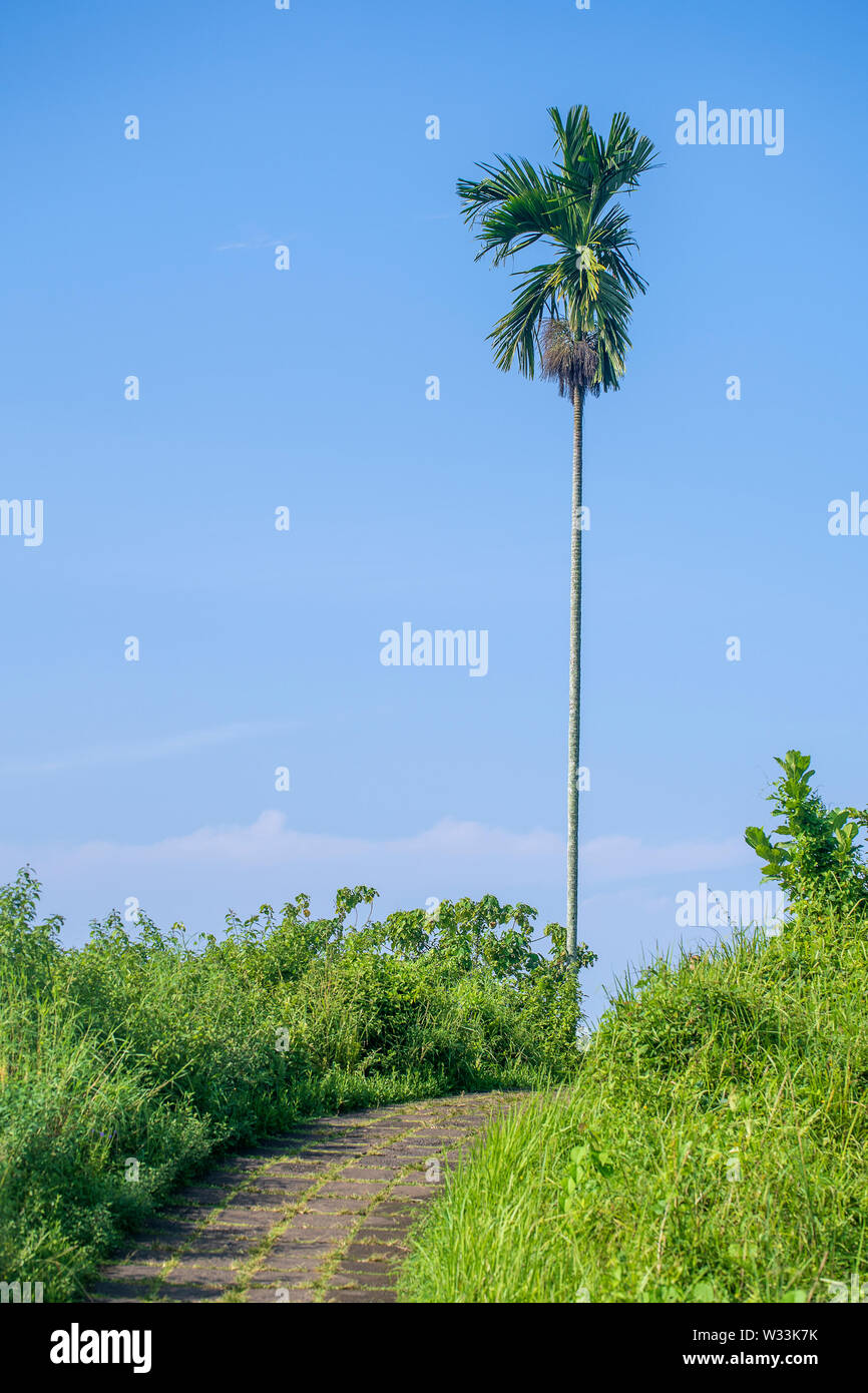 Walking path for tourists and palm tree on the campuhan ridge walk just ...