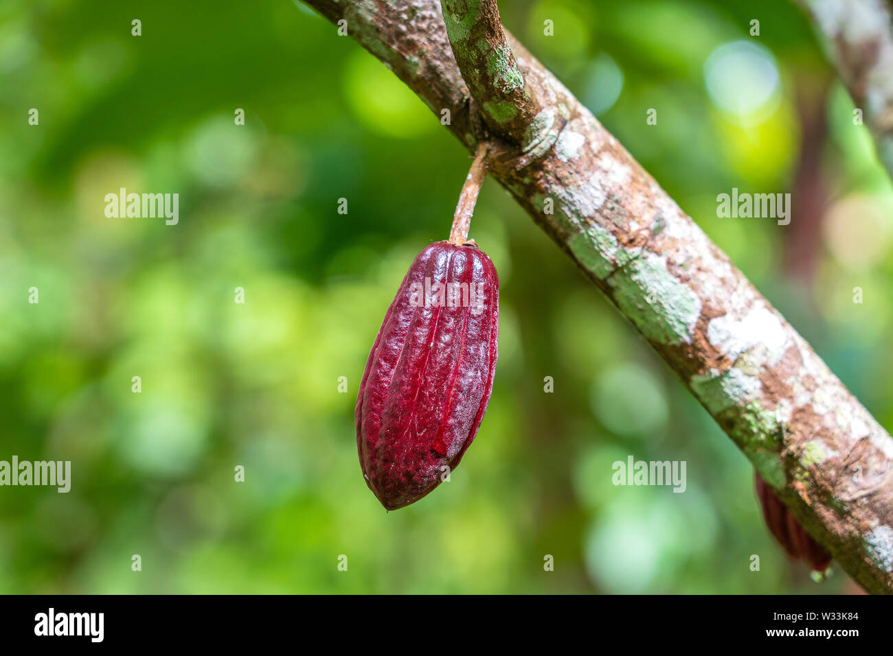 Red cocoa bean on the tree in Indonesia, close up Stock Photo - Alamy