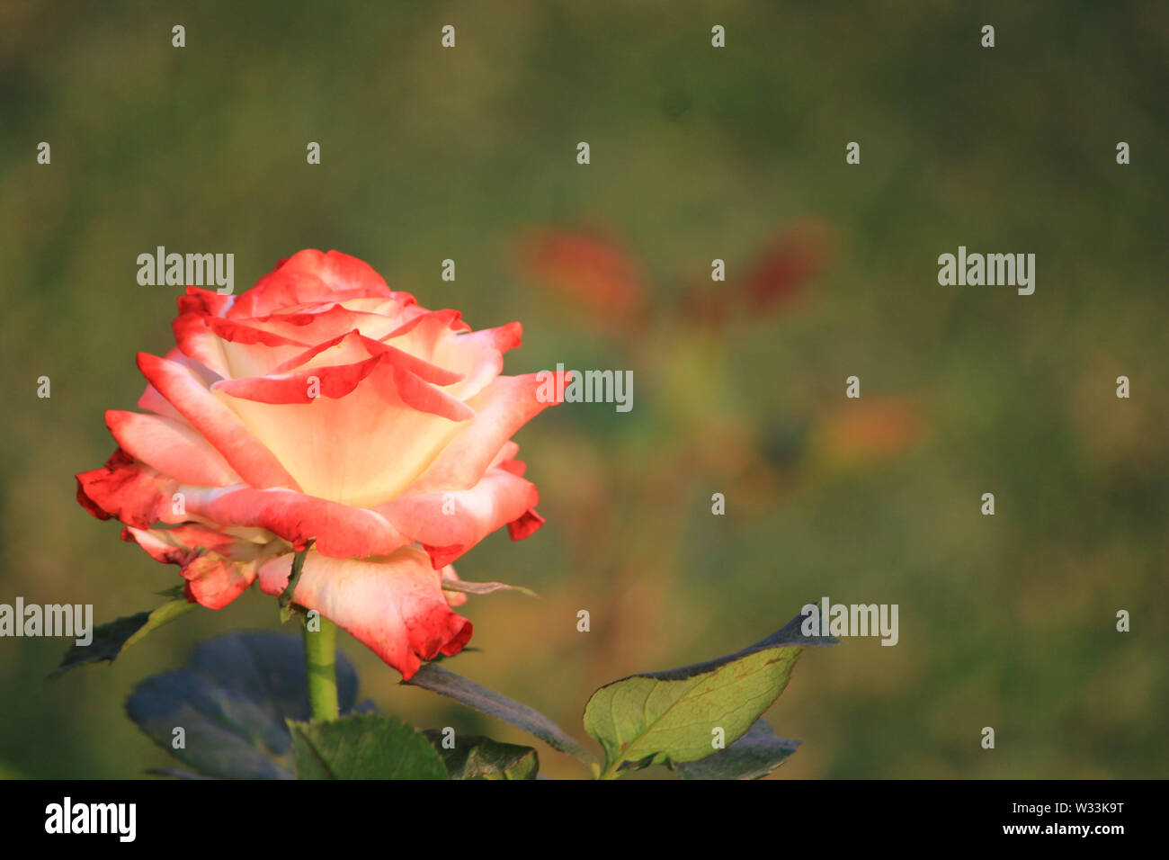 Dual tone hi-res stock photography and images - Alamy