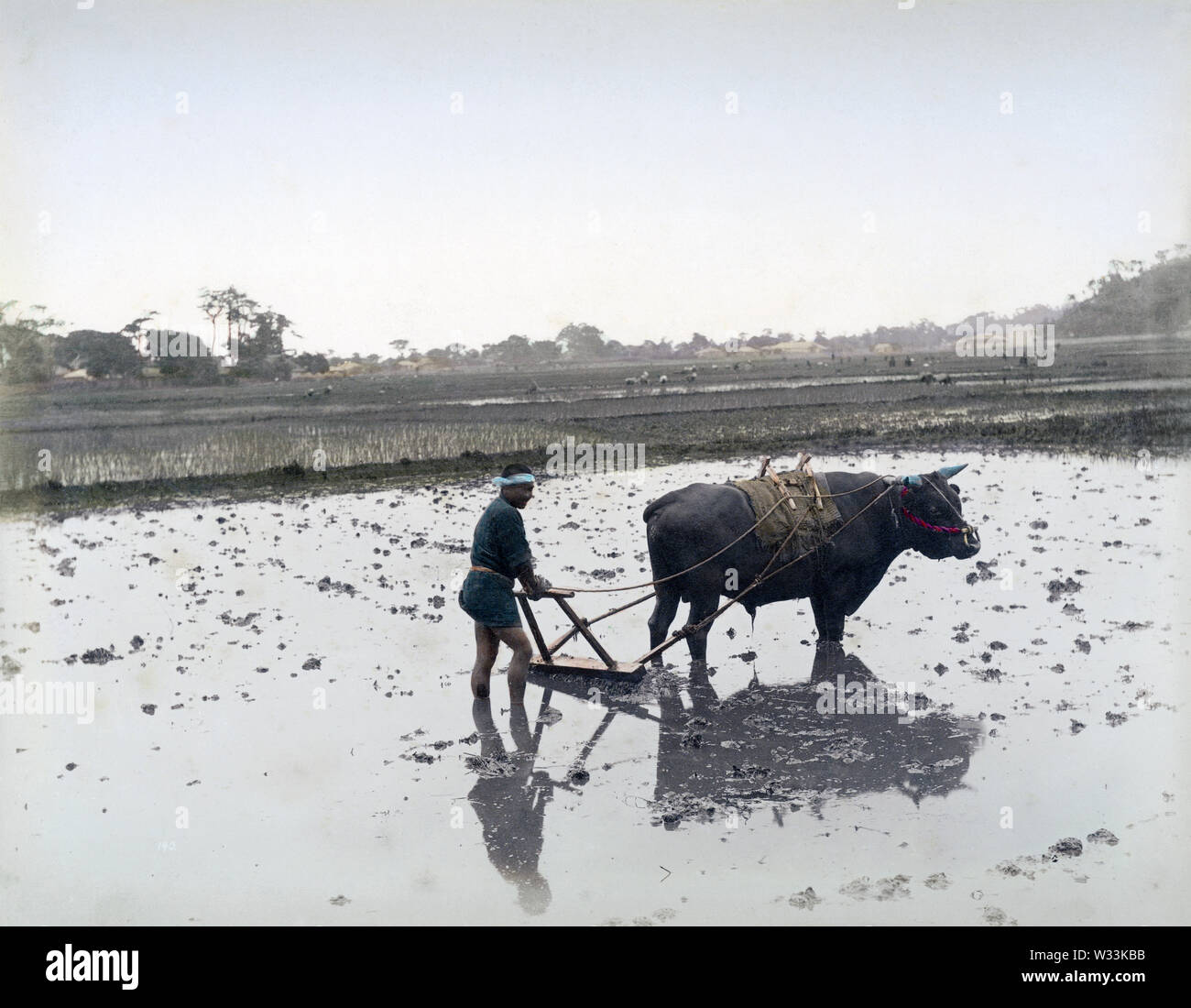 Farmer oxen ploughing rice field hi-res stock photography and images ...