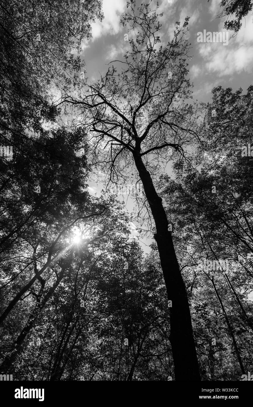 Sunlight through tree top Black and White Stock Photos & Images - Alamy