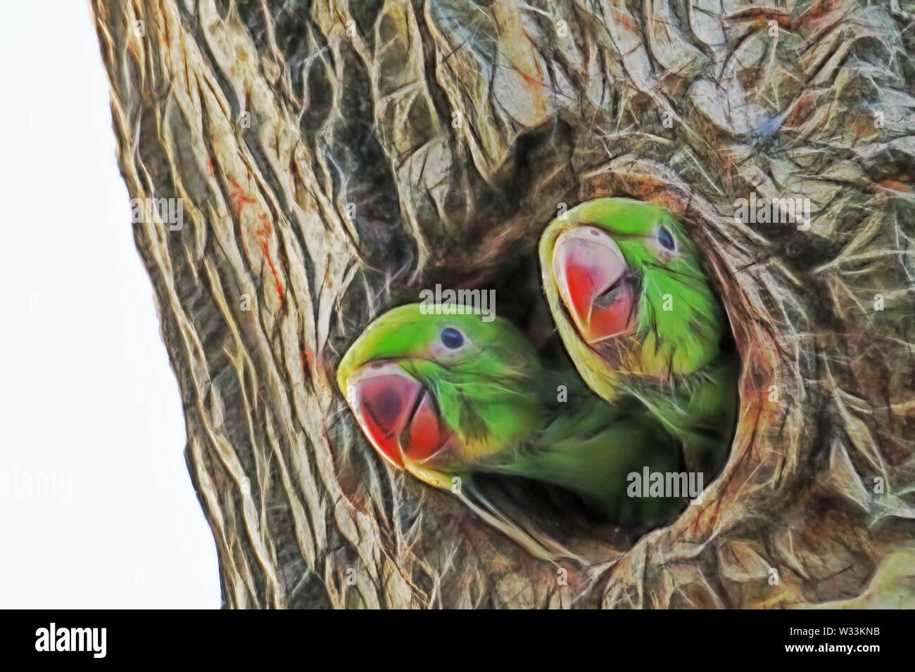 close up parrots in tree hole in nature Stock Photo - Alamy