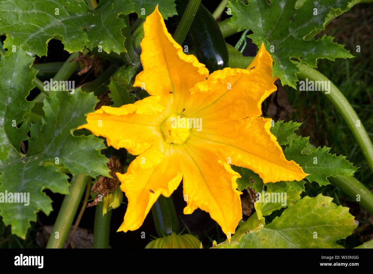 Zucchini zucchini hi-res stock photography and images - Alamy