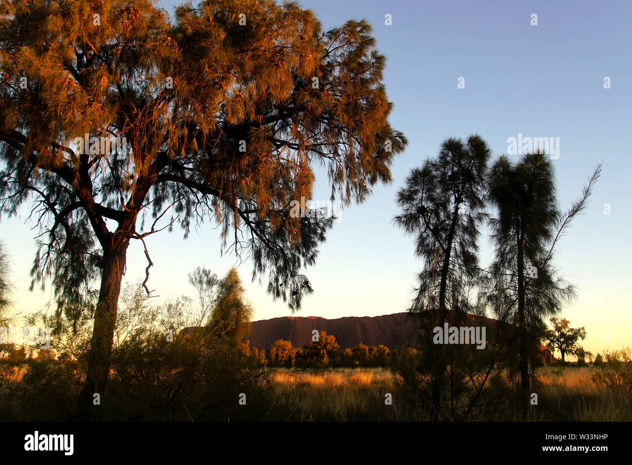 Desert Oak illuminated by the first Rays of the Sun during an Uluru ...