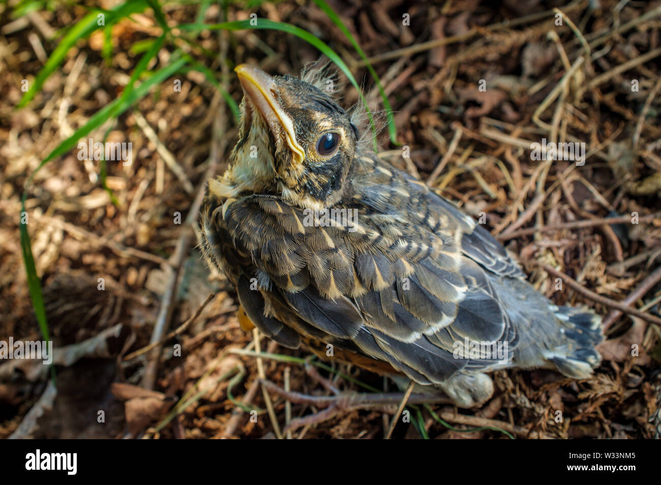Fledgling American Robin