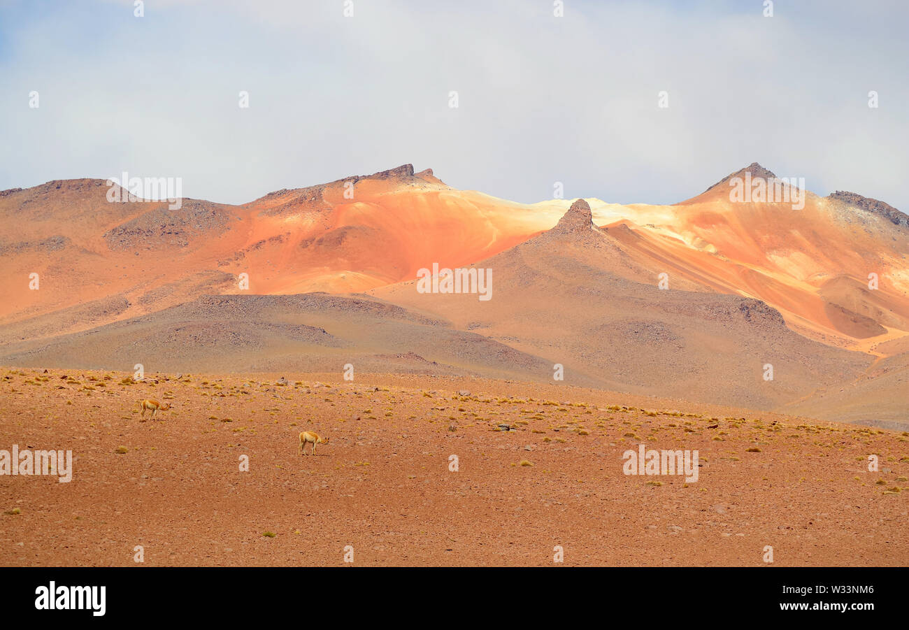 Two wild Vicunas at the Andes foothills of Bolivian Altiplano, Bolivia ...