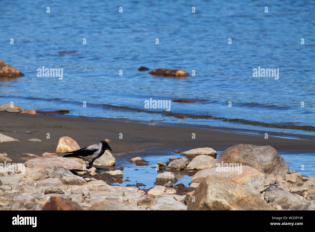 A gray crow seat on the shore next to the water. Stones this side Stock ...