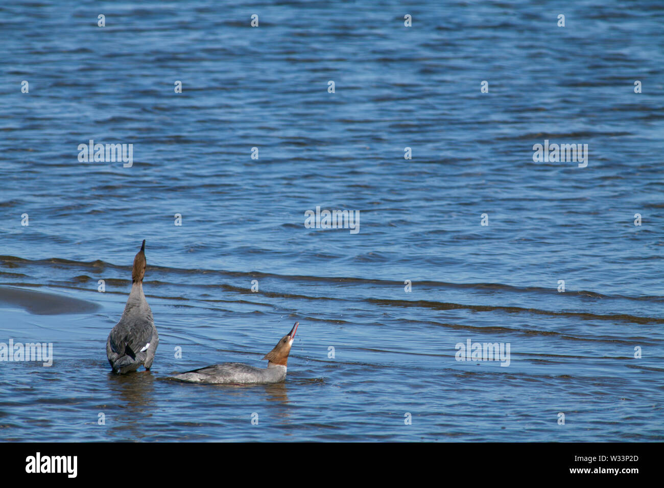 Mergansers, goosander on the waterfront. Active on the basis of sand ...